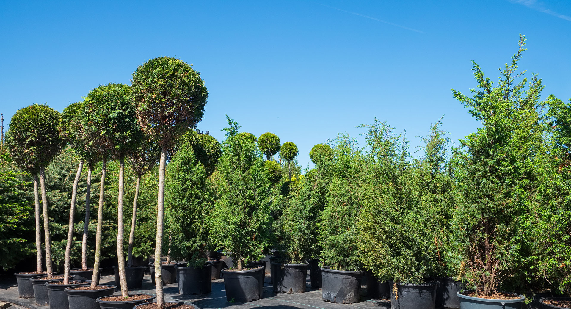 Choosing the Right Privacy Trees for Your Yard
